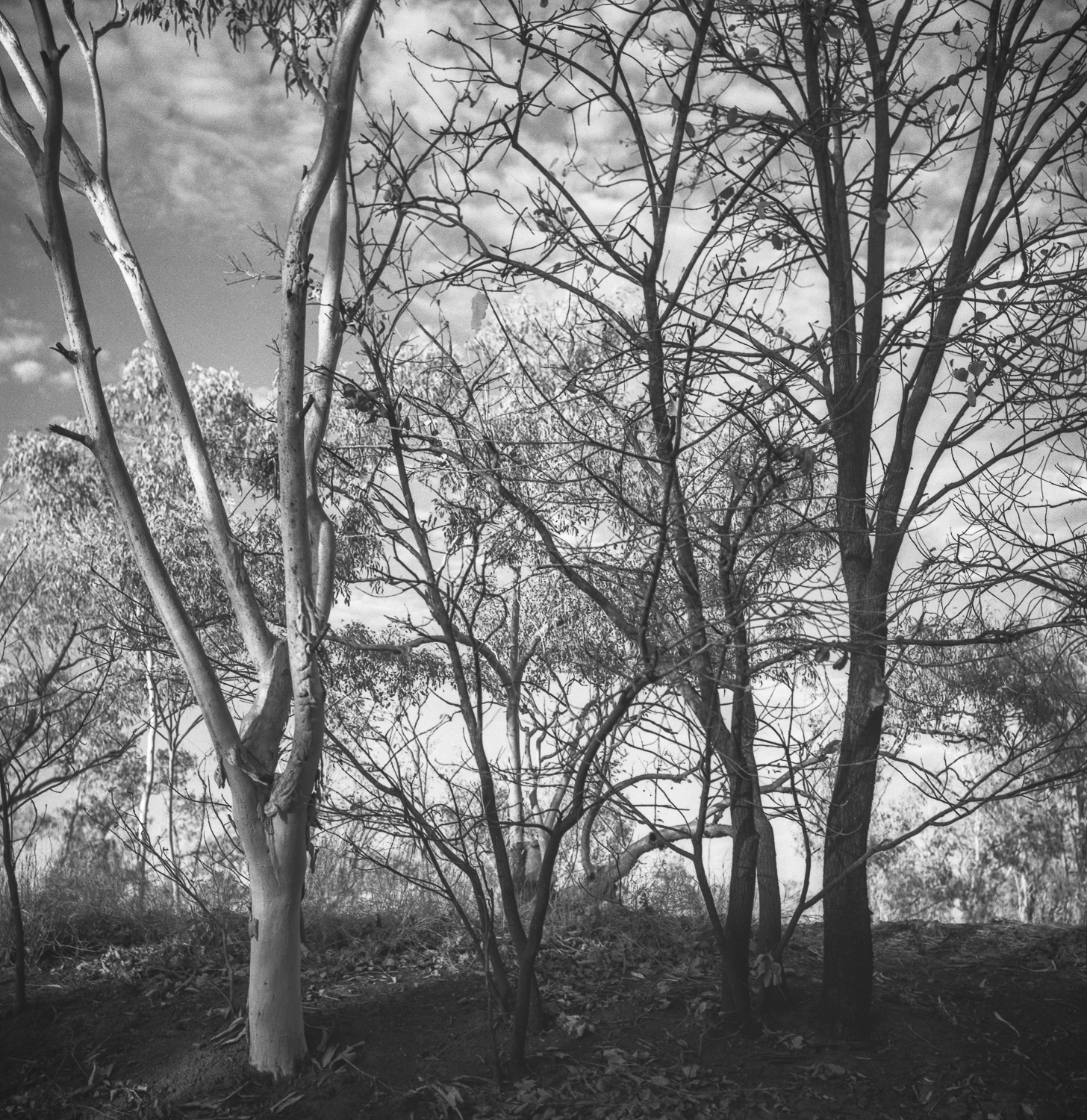 landscapes at Lajamanu – The Long Road to the North