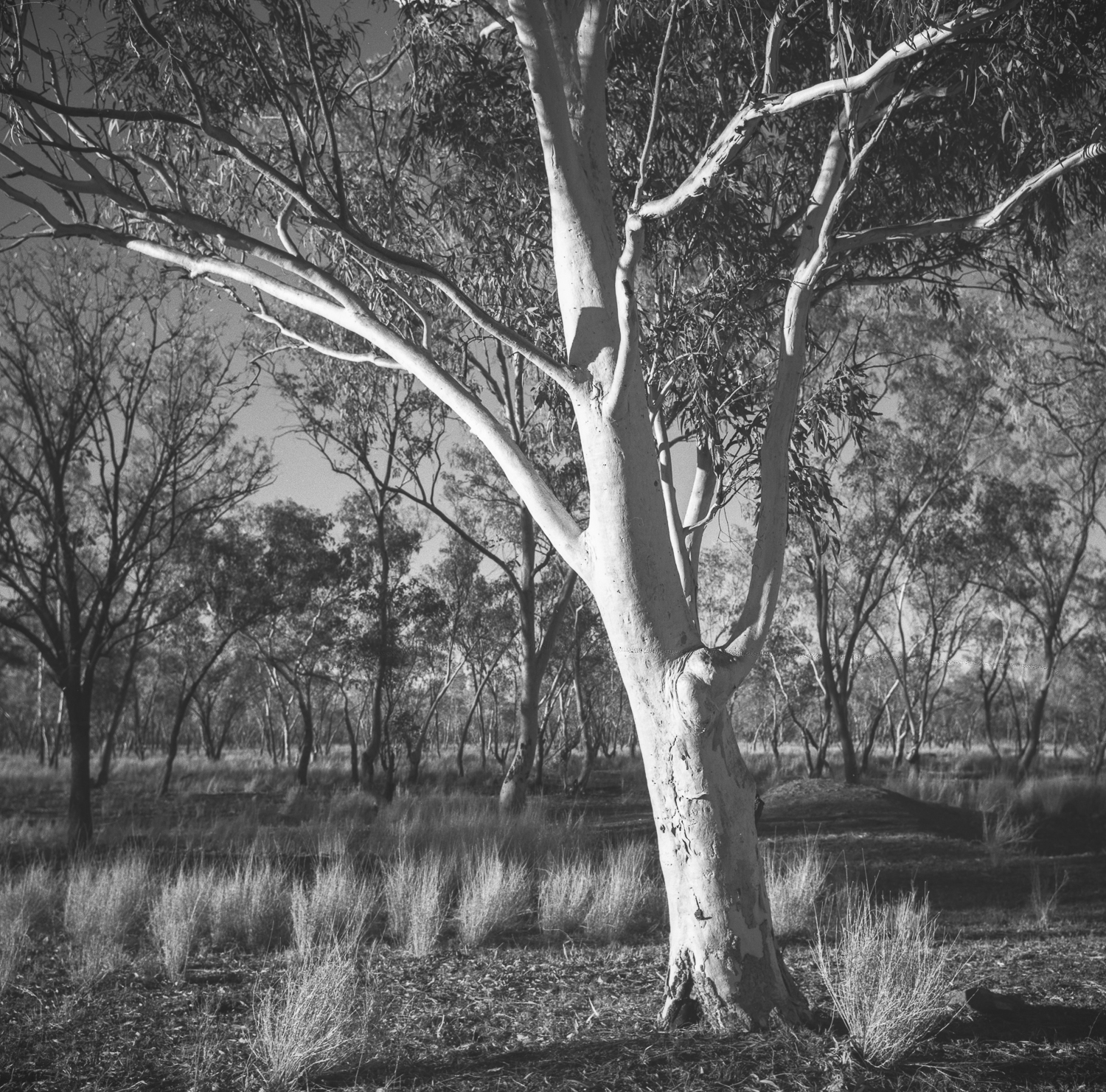 landscapes at Lajamanu – The Long Road to the North